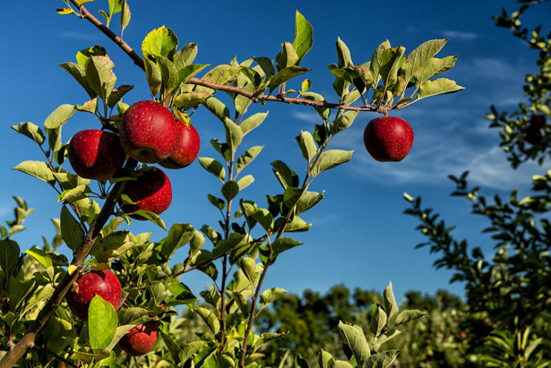 Applelicious – Howard Blichfeldt Photography